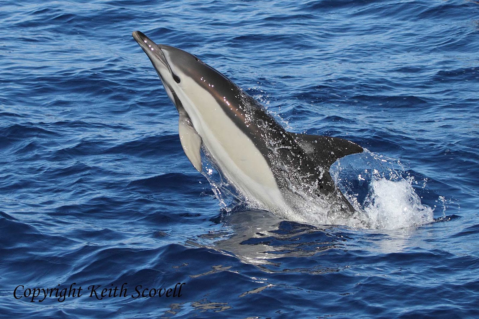 Keith Scovell's Wild Life: Common Dolphins in the Azores (part1)