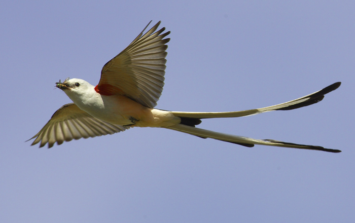 Birds: Scissor-Tailed Flycatcher