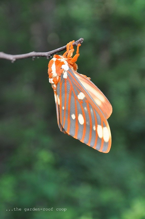 the garden-roof coop: Royal Walnut Moth...