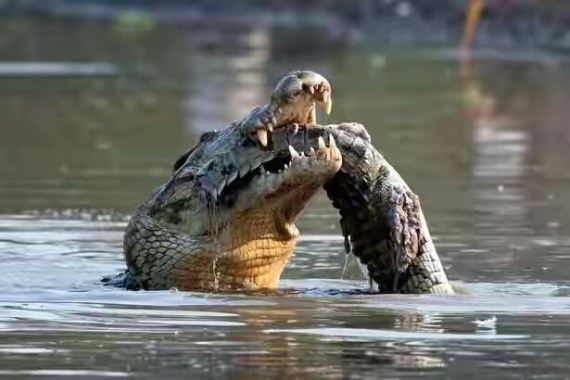 Cannibal crocodile devours younger rival after one-sided battle