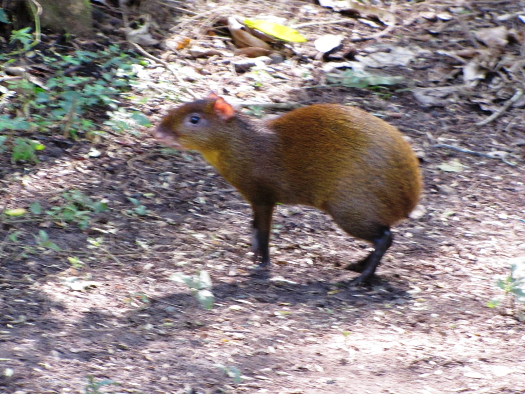 Birder's Eye View: Wildlife of Honduras