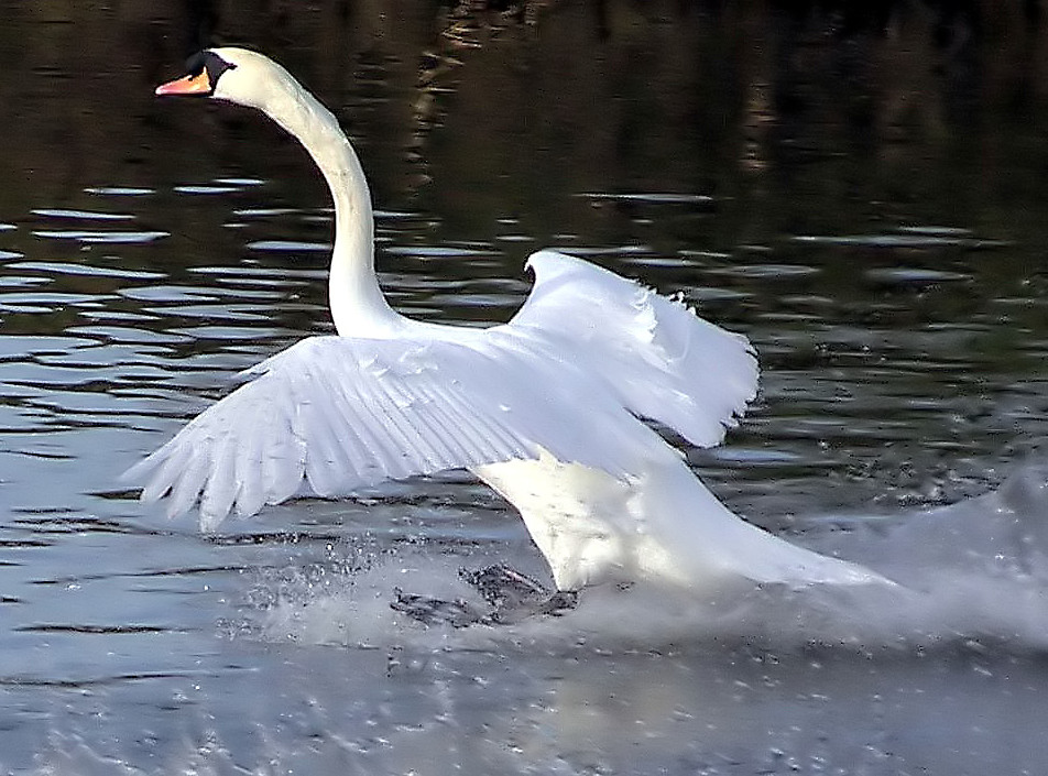 Swan | The Biggest Animals Kingdom