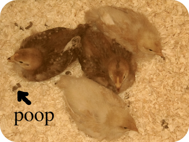 Chickens eat their own poop and other awesome facts.