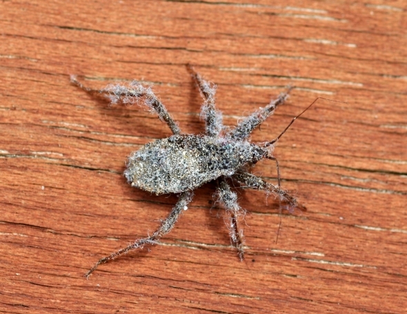 Most Funny Pictures,Weird,Bizarre,Strange Stuff: Most Scary And violent ...