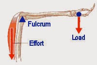 Biomechanics Blog: The Volleyball Spike