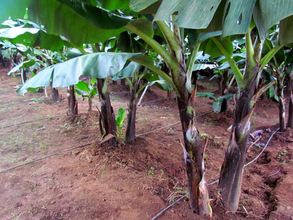Banana Production Kit: Banana Field Planting and Cultural Management Part 1