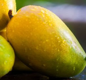 MANGO TREES: Mango kernel seeds oil