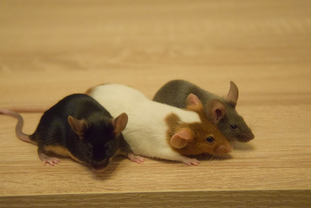 Myszy rasowe