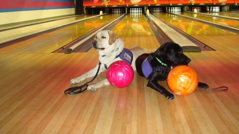 Susquehanna Service Dogs: SSD Hale’s New Skills