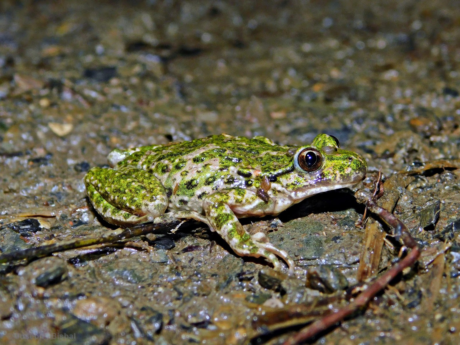 (Paleo-)Herpetología: Pelodytes punctatus - Sapillo moteado septentrional