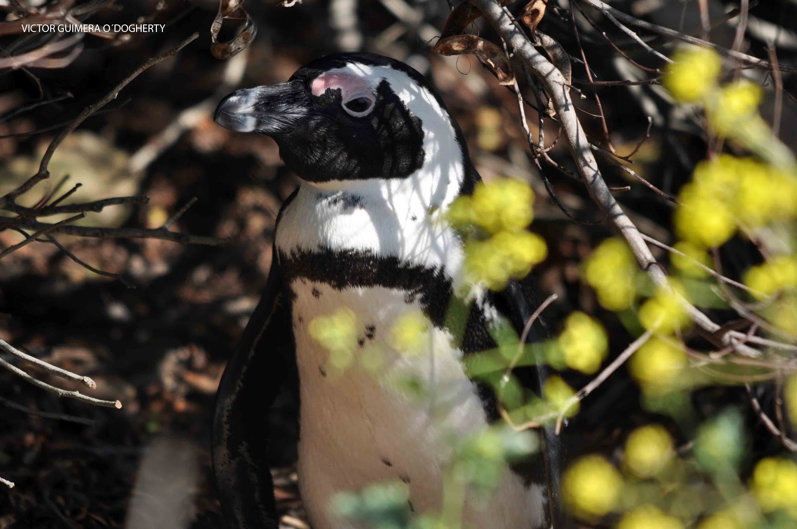 Mis imágenes de aves: Y SEGUIMOS CON EL PINGUINO DEL CABO