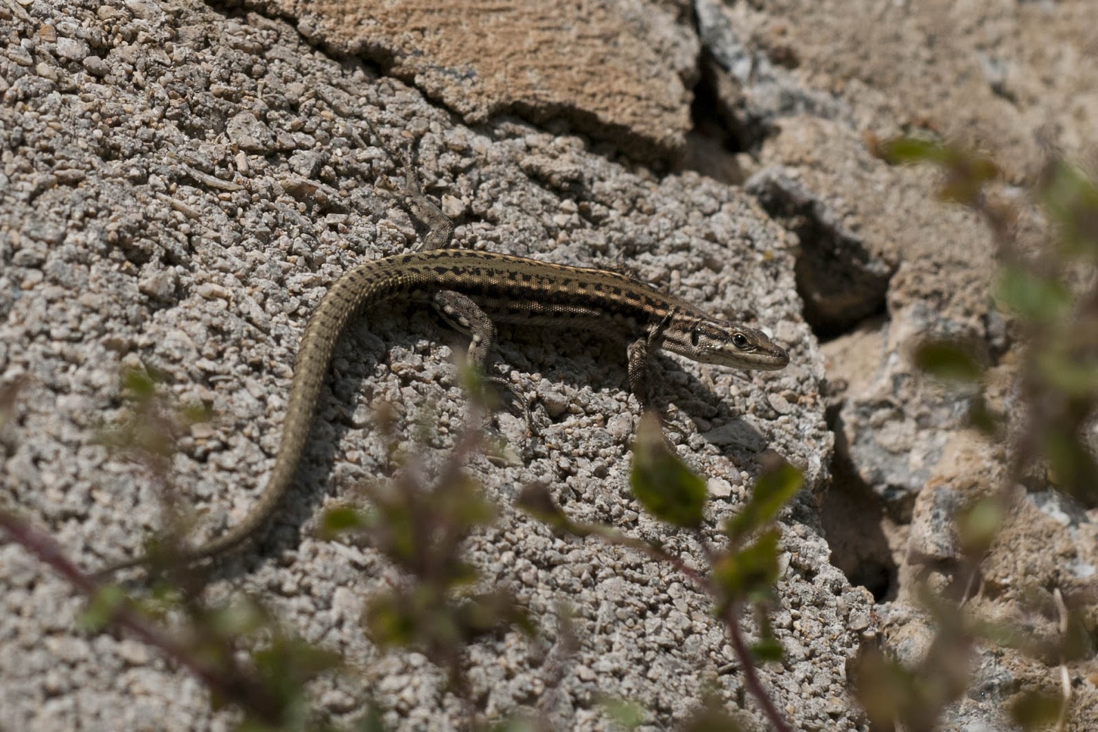Yorkshire Field Herping and Wildlife Photography: Another Winter ...