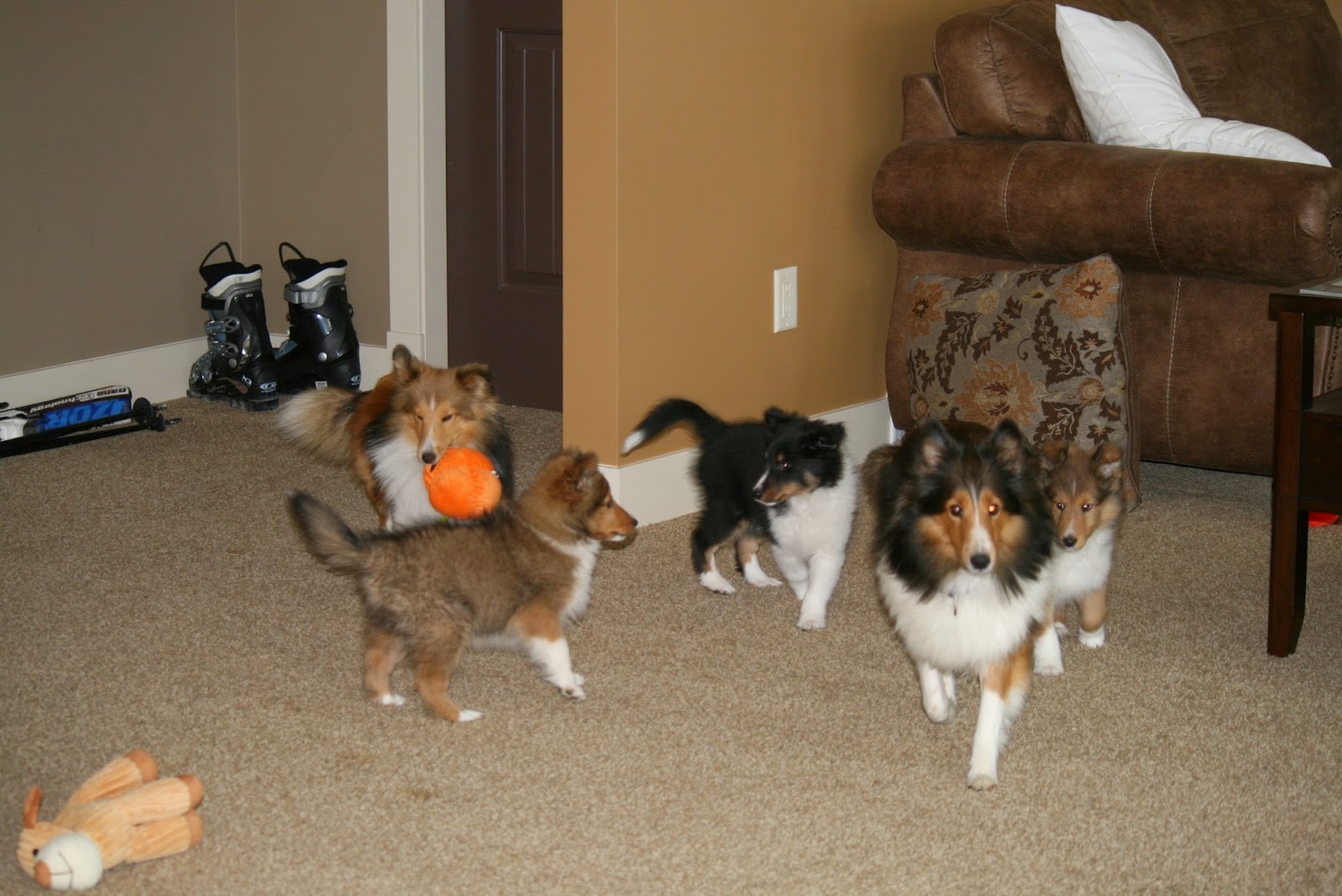 Hyper Hounds Shelties