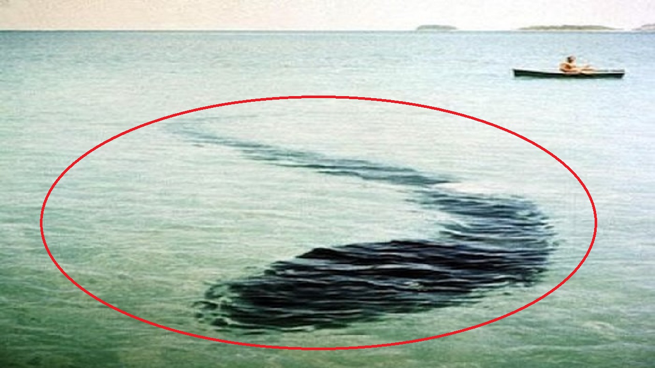 Sea Serpents And Underwater Cryptids