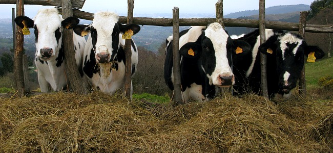 La Chachipedia: Las vacas, los toros y los bueyes