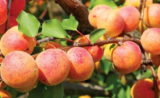 HOW TO START APRICOT FARM FREE TRAINING E-BOOK