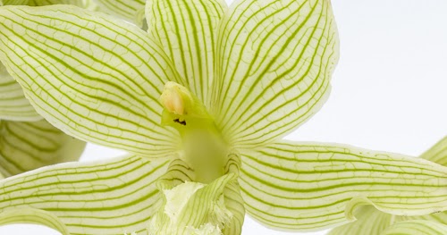 The Orchid Column: Ginger Orchid