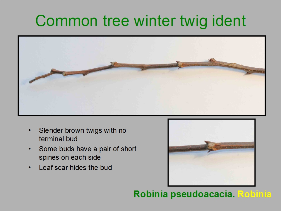 Woodland Management: A Guide