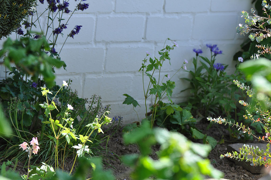 GERANiUM OXONiANUM 'WALTER'S GiFT' - goldenfairycottage