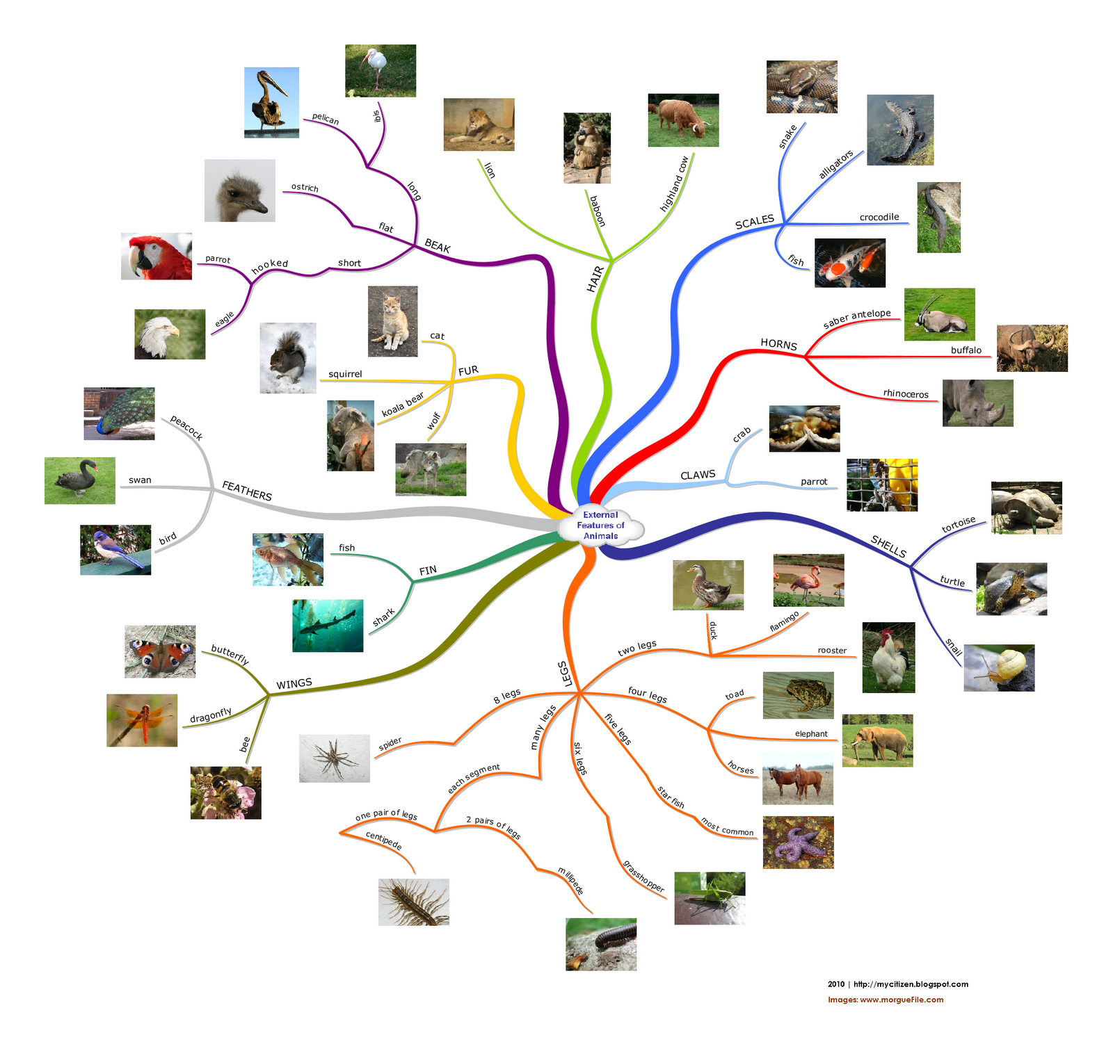 SCIENCE FUNLAND: Unit 1 : Lesson 2: Grouping of Animals
