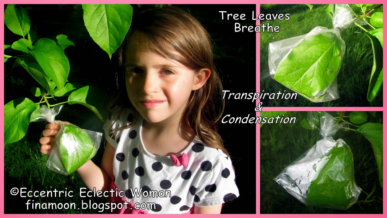 Eccentric Eclectic Woman: Homeschool Legacy Forest for the Trees Once-a ...