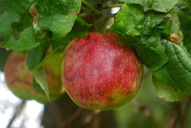 Canoe Corner: Why are my Apples Falling Off the Tree?