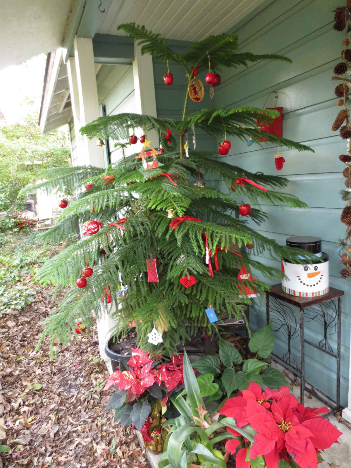 Tropical Texana: TWO REASONS WHY OUR CHRISTMAS TREE IS OUTDOORS THIS YEAR