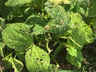 The Most Common Problem With Growing Beans and How To Treat It ...