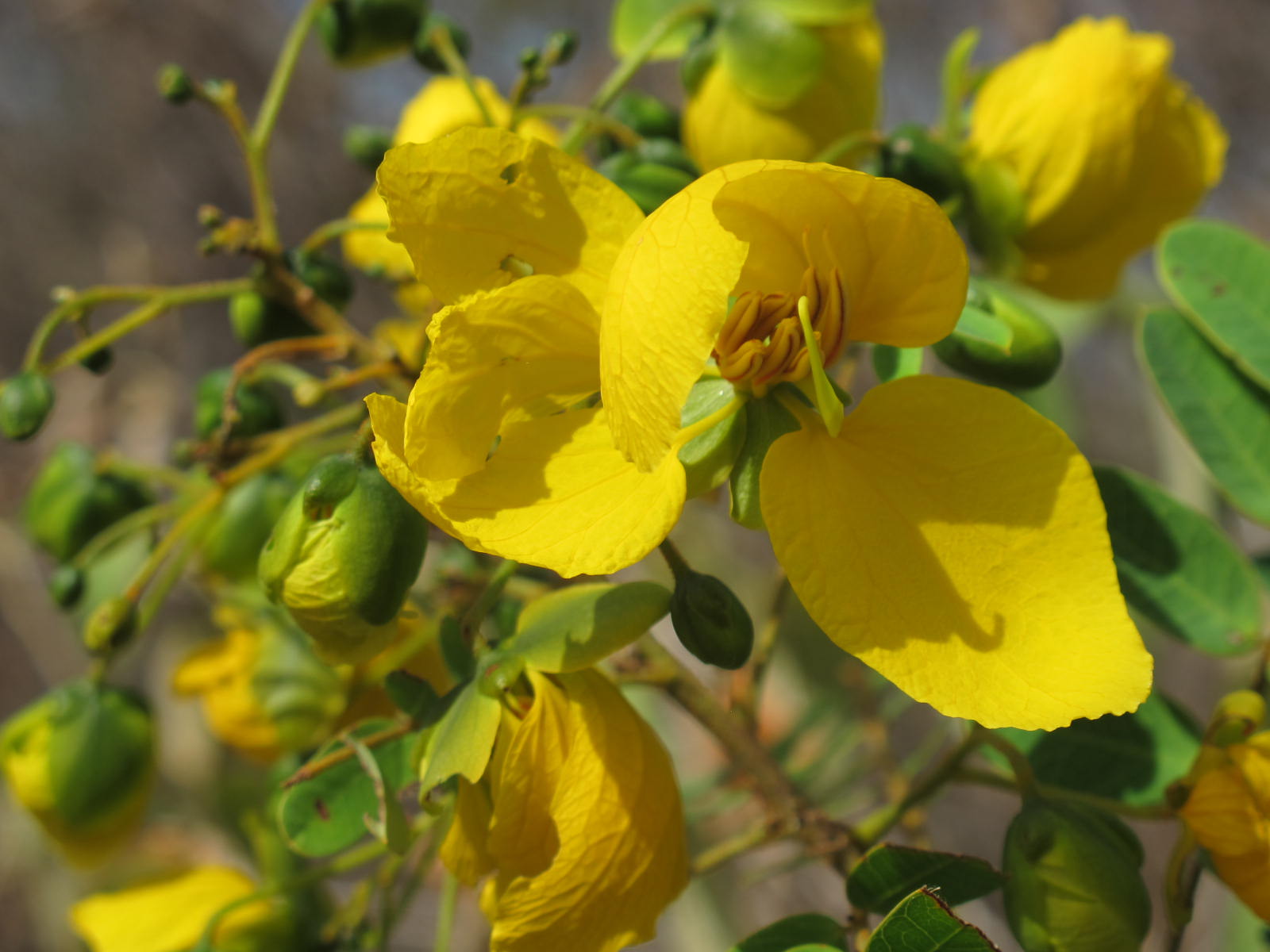 Fabaceae - Leguminosae no Brasil: Fabaceae - Senna trachypus (Mart. ex ...