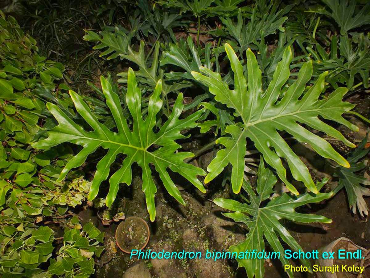 Medicinal Plants: Philodendron bipinnatifidum, Split Leaf Philodendron