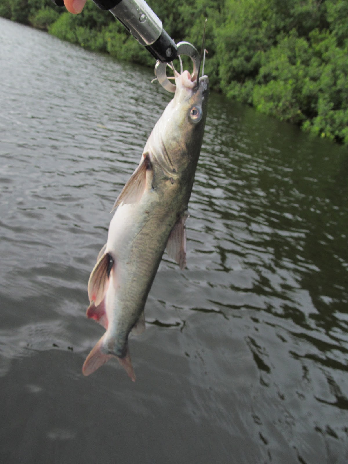 Espacio de Pesca: Pesca de barbudo en la cienaga de la caimanera ...