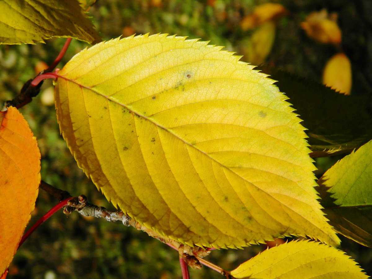LA MULȚI ANI, ROMÂNIA!: Frunze colorate de cires