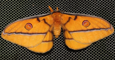 BunyipCo: November 2011