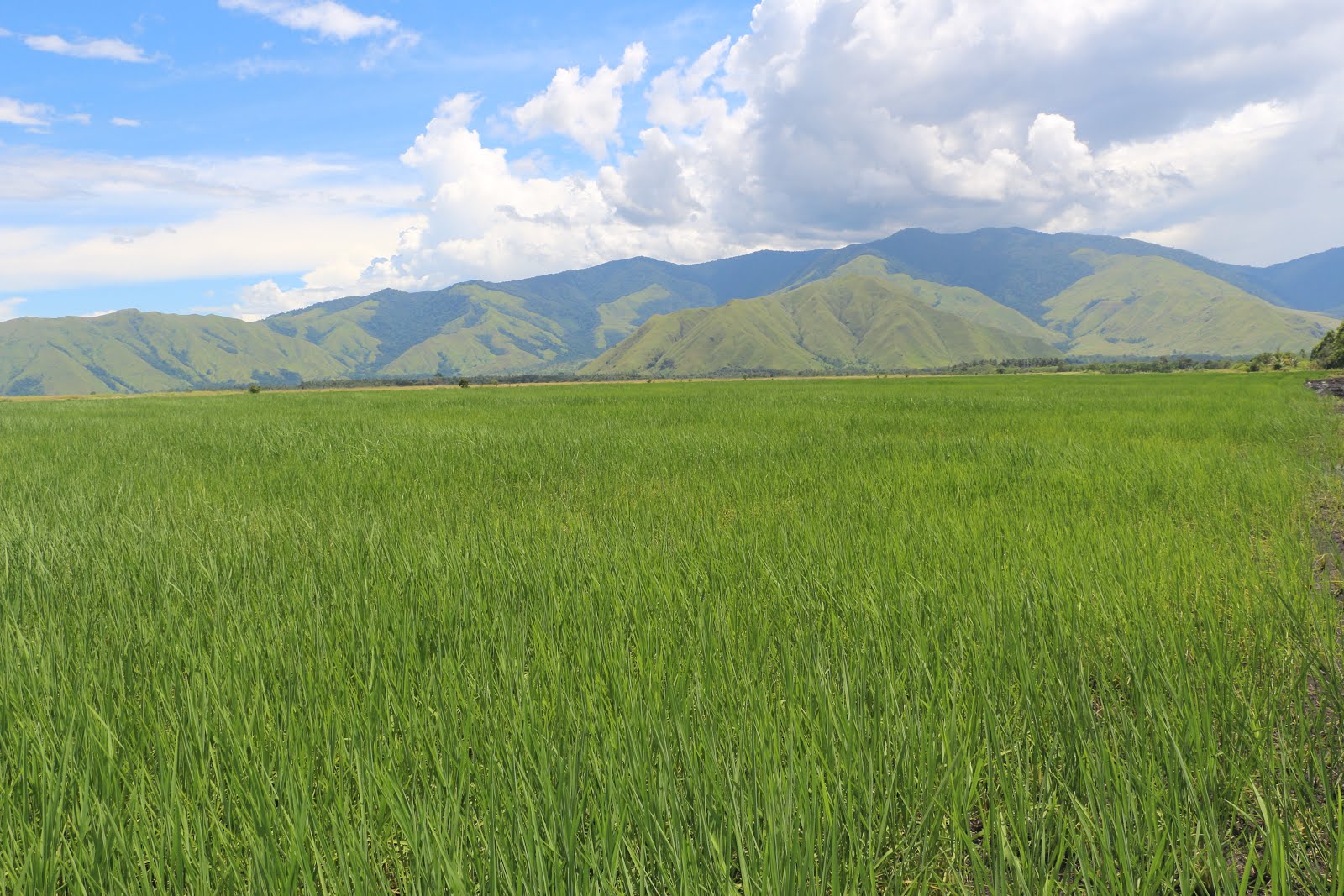 Bountiful May harvest beckons in Markham Valley - Papua New Guinea Today