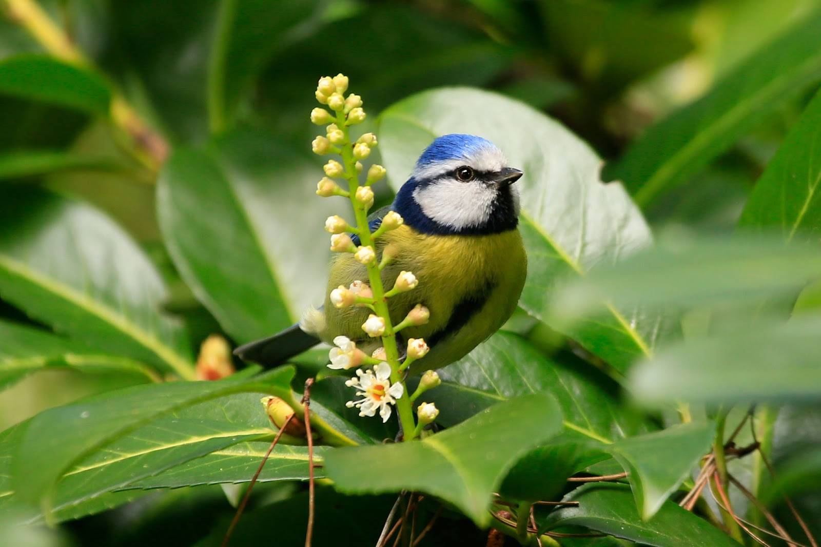 Chapim Azul | Jardim Gulbenkian