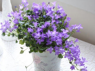 DIARI DIELA: Bunga purple