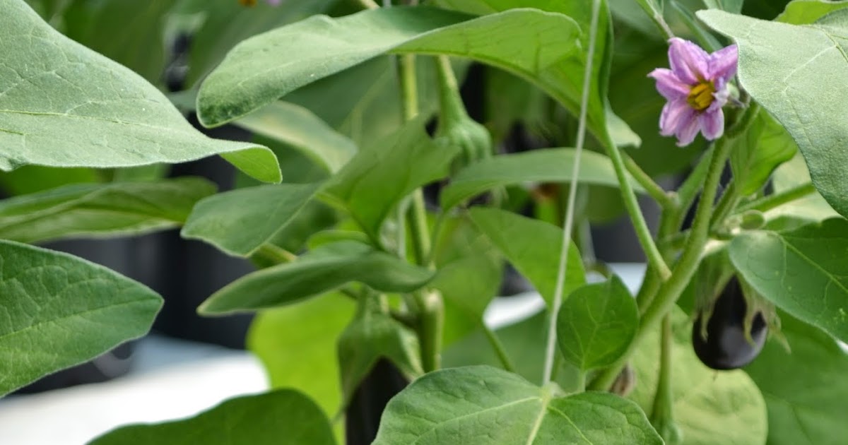 Growing Ideas with Johnny's Selected Seeds: Banker Plants