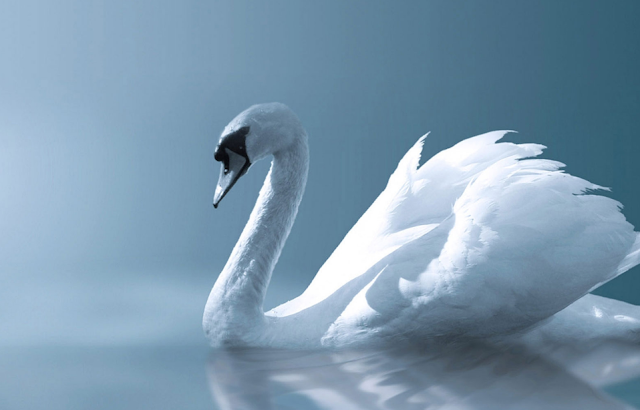 Holy Bird Swan Hans and Its Place in Spirituality | Education and ...