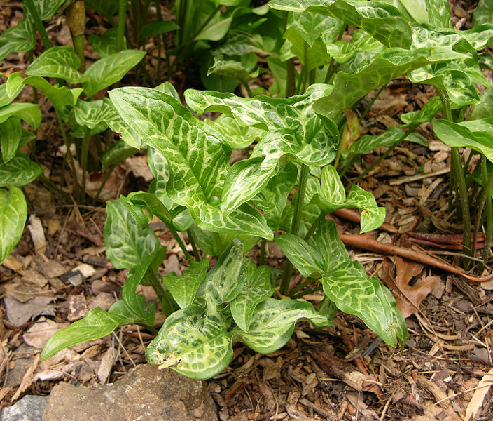 Las plantas y sus usos: Aro