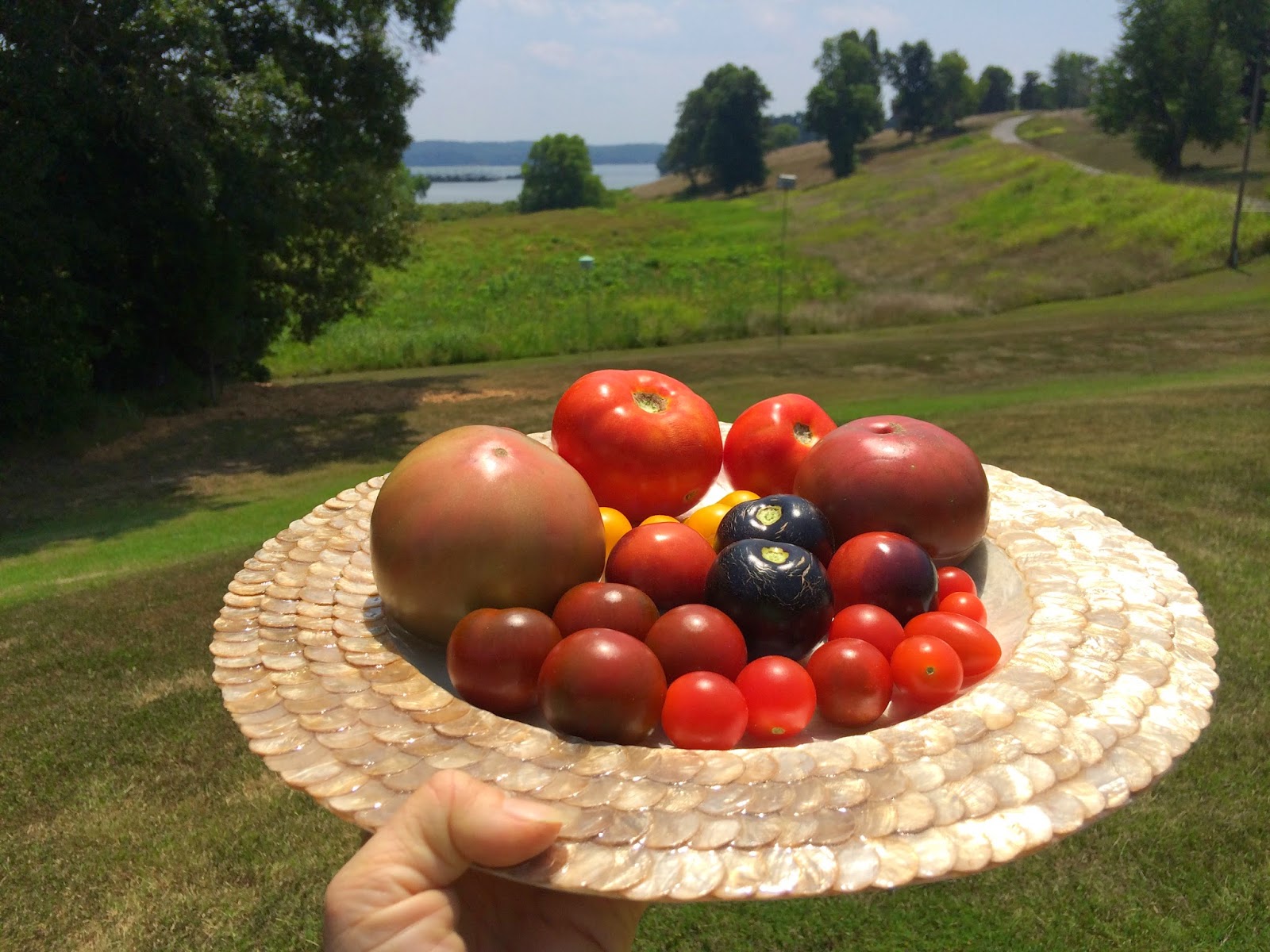Victory Garden on the Golf Course: Most nutritious heirloom tomatoes