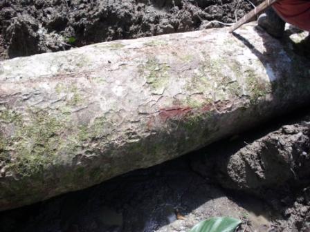 NUNUT NGEYUP: MERBAU.. KAYU BESI PAPUA