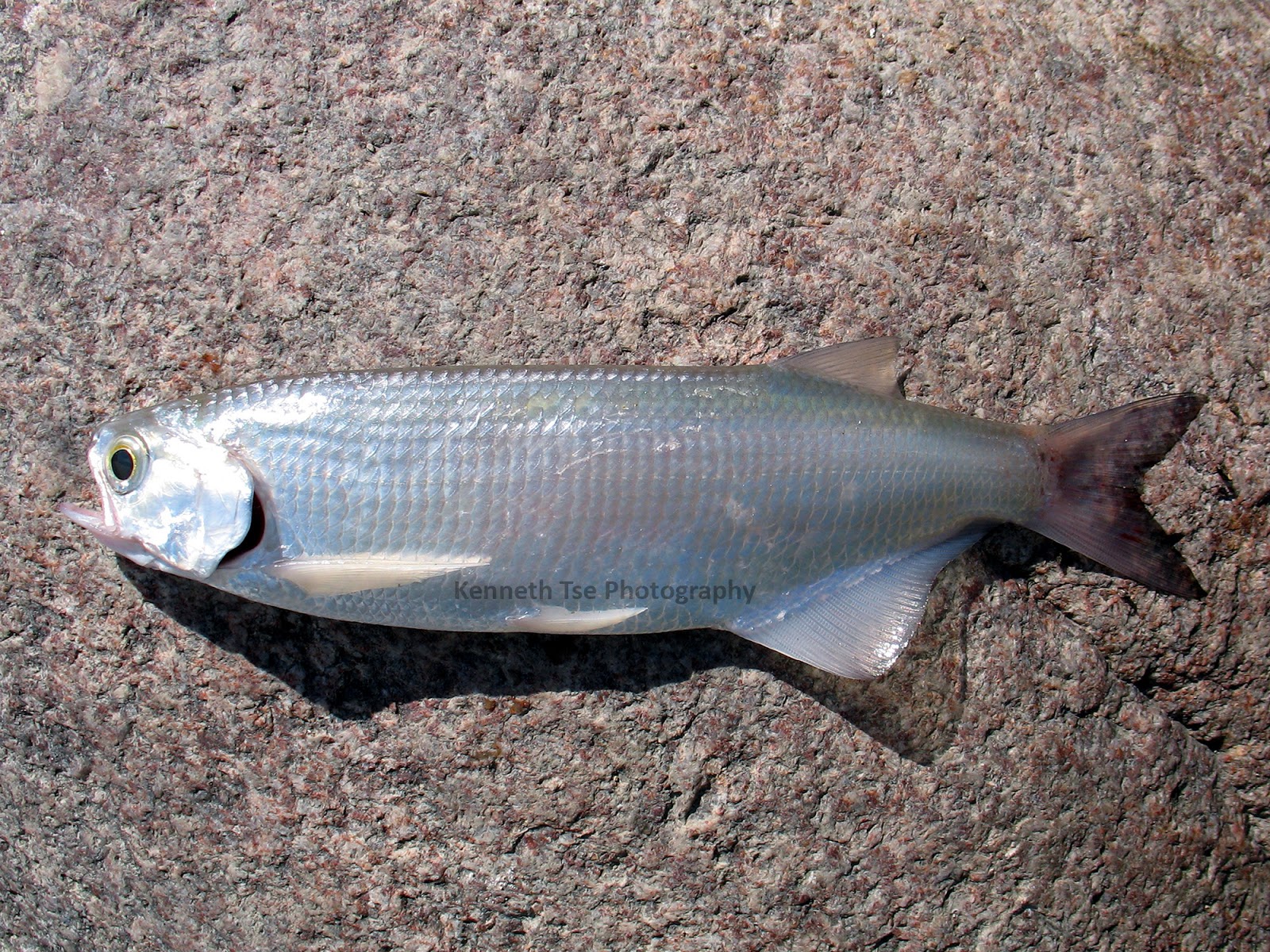 MuskieBait Adventures: Lifelist