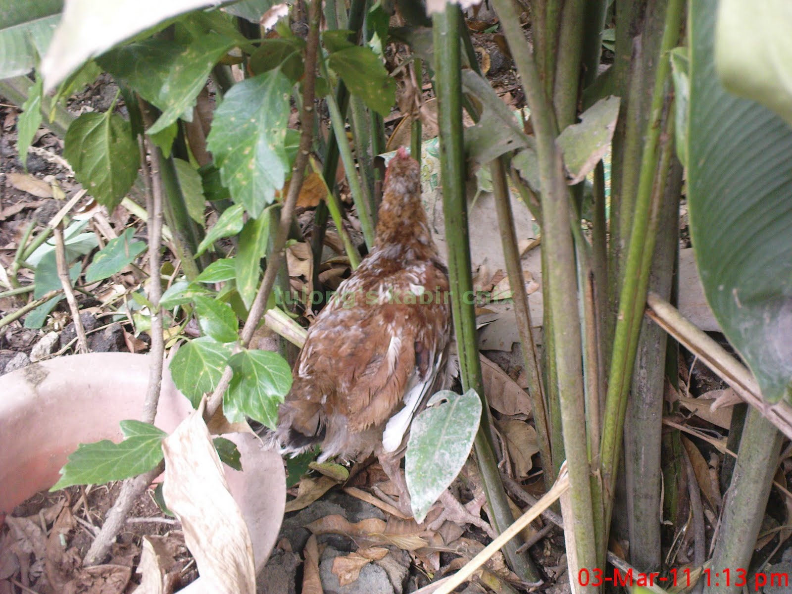 Kabir Chiken: VCO - Effective Cure For Kabir Chicken