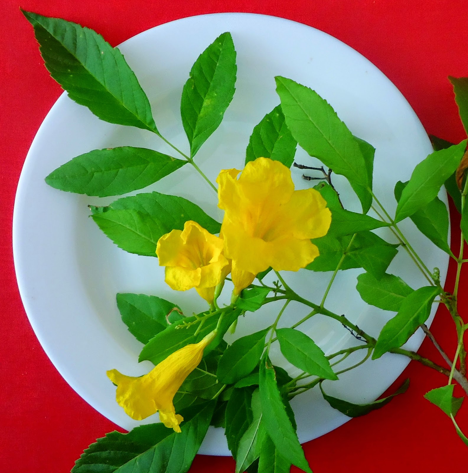 v e r d e c h a c o: Guarán amarillo / Lapachillo