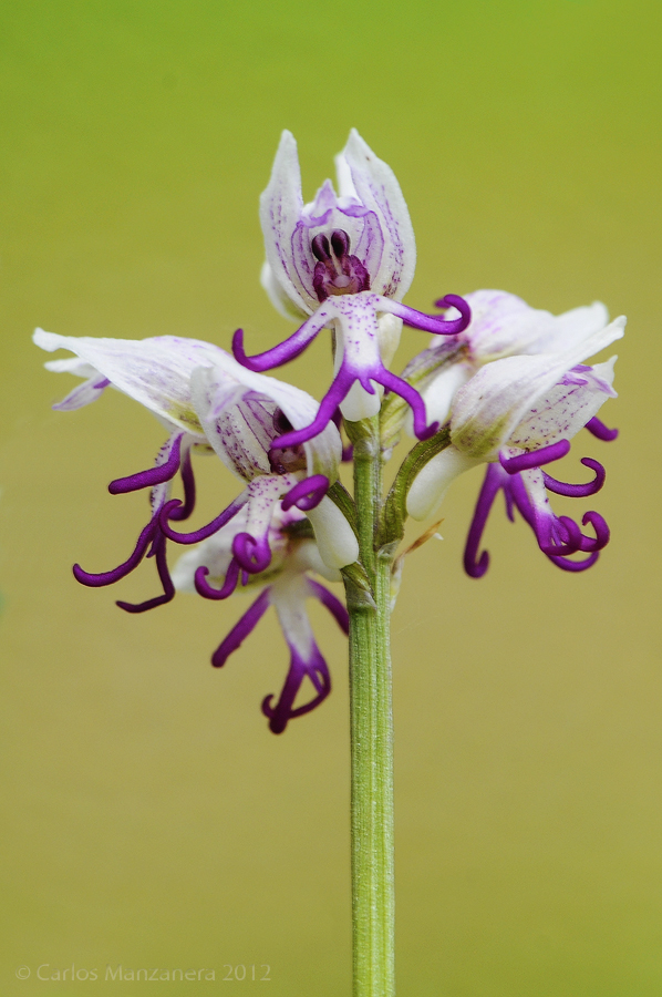 Natura de Caps de Setmana: Orchis simia