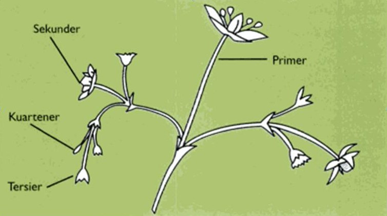 Morfologi Stroberi (Fragaria sp) ~ El Filaha