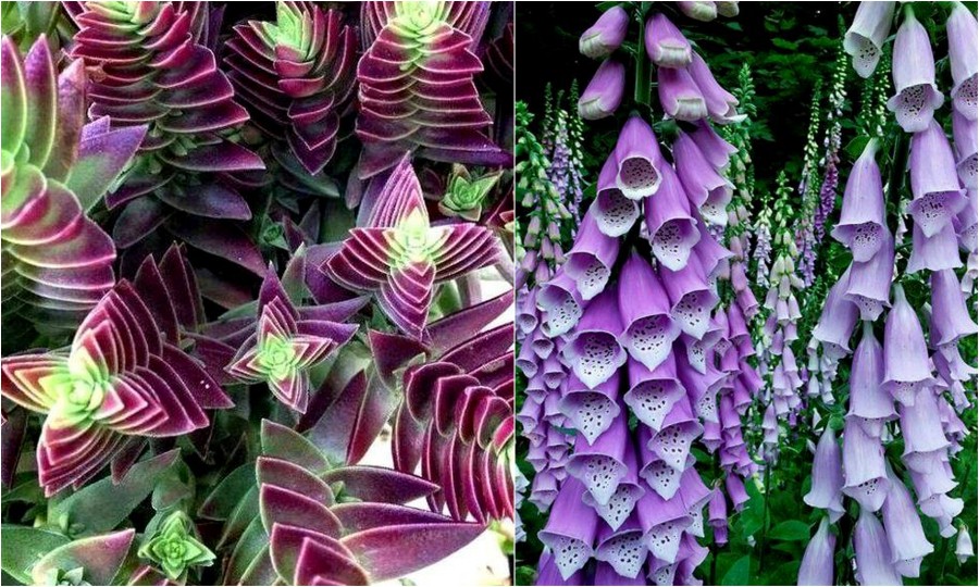 Keindahan Bunga Yang Cantik & Mempersonakan - AlamBlogr