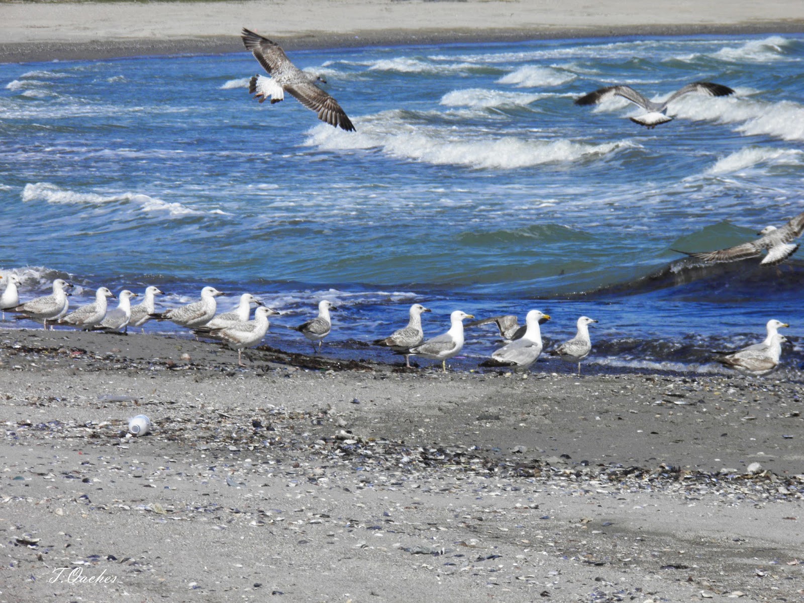 PASARI DIN ROMANIA: PESCARUS CU PICIOARE GALBENE, Larus michahellis