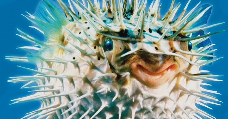Fish and Shellfish: Pufferfish