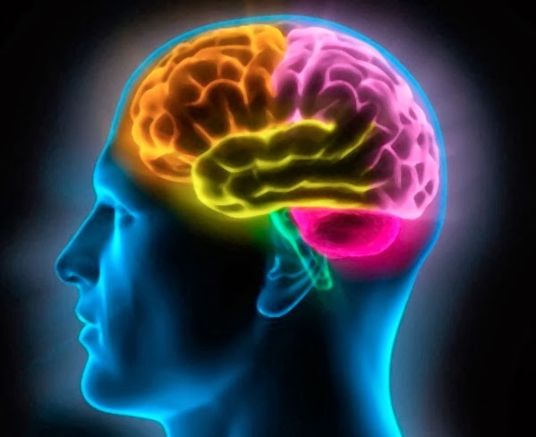 10 COSAS QUE DEBERÍAS SABER SOBRE CÓMO FUNCIONA TU CEREBRO | Naturaleza ...